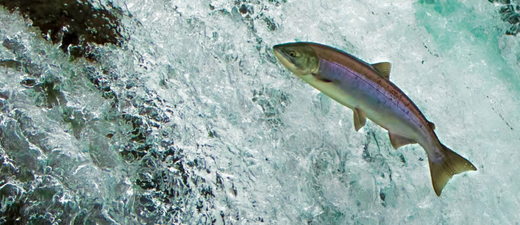 About - Native American Fish and Wildlife Society