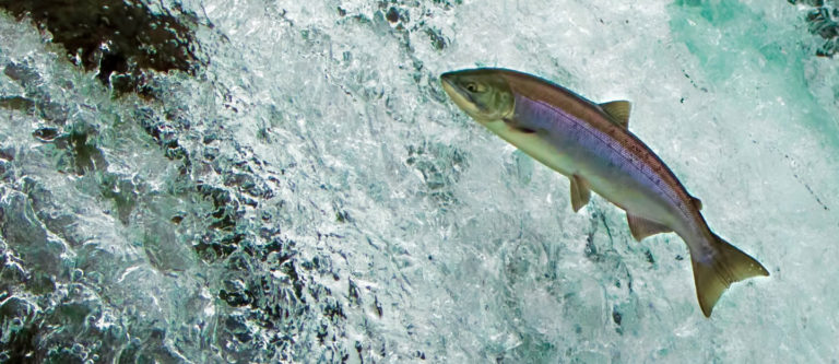 About - Native American Fish and Wildlife Society