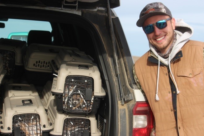 Standing Rock Tribe, USFWS release endangered ferrets on Reservation ...