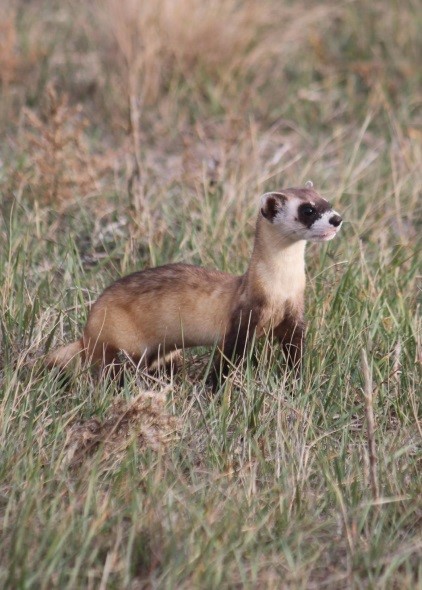 Standing Rock Tribe, USFWS release endangered ferrets on Reservation ...